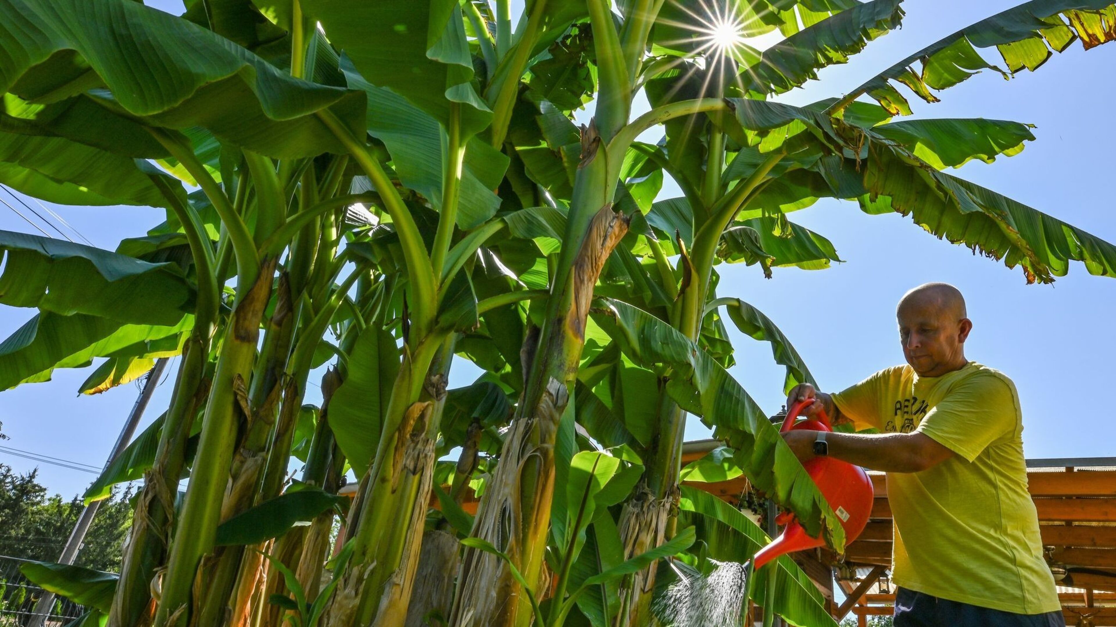 Exotische Früchte im Garten - ist das eine gute Idee? | Aachener Zeitung