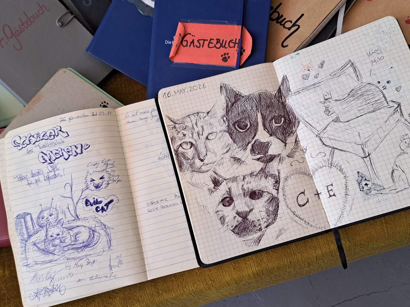 Katzencafé Milou in Aachen: Neue Betreiberin führt besondere Oase fort ...