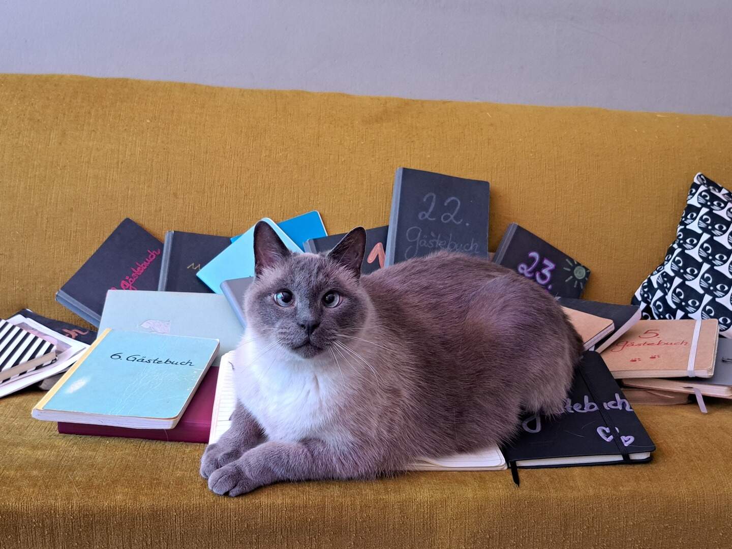 Katzencafé Milou in Aachen: Neue Betreiberin führt besondere Oase fort ...