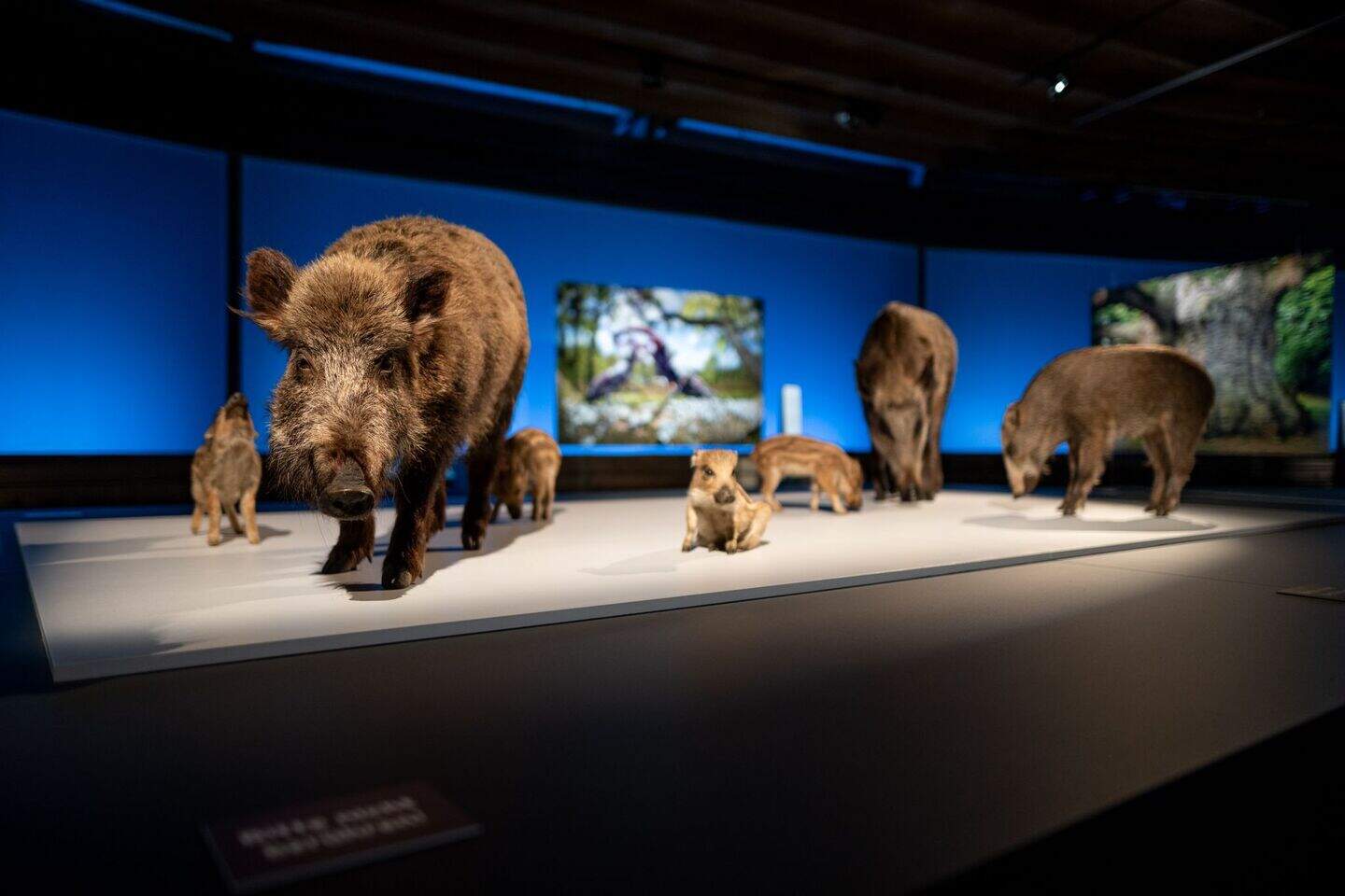 "Mythos Wald" im Gasometer Oberhausen: Ausstellung über bedrohte Wälder ...