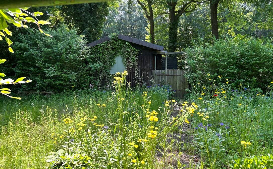 Verwilderte Bahn-Schrebergärten in Eschweiler: Zukunft der Parzellen ...
