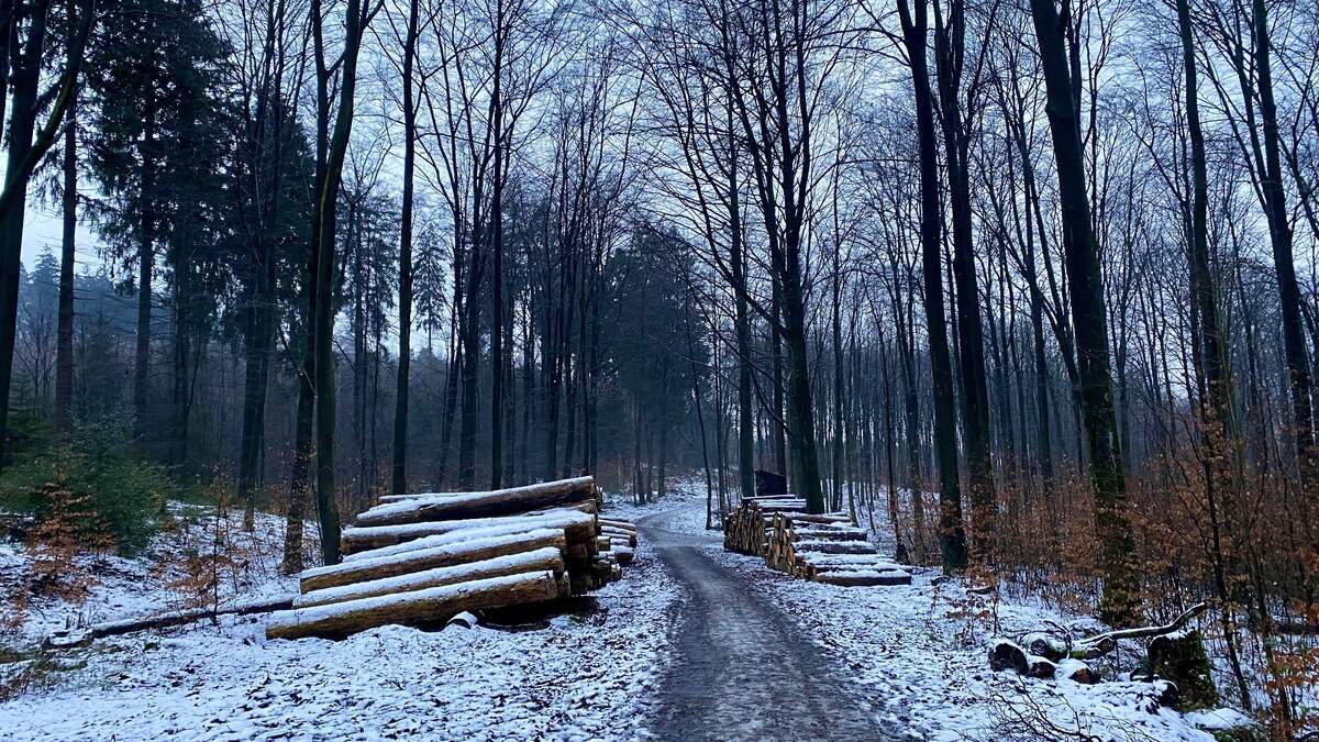 Wald, Revier, Förster, Regionalforstamt, Rureifel, Jülicher Börde ...