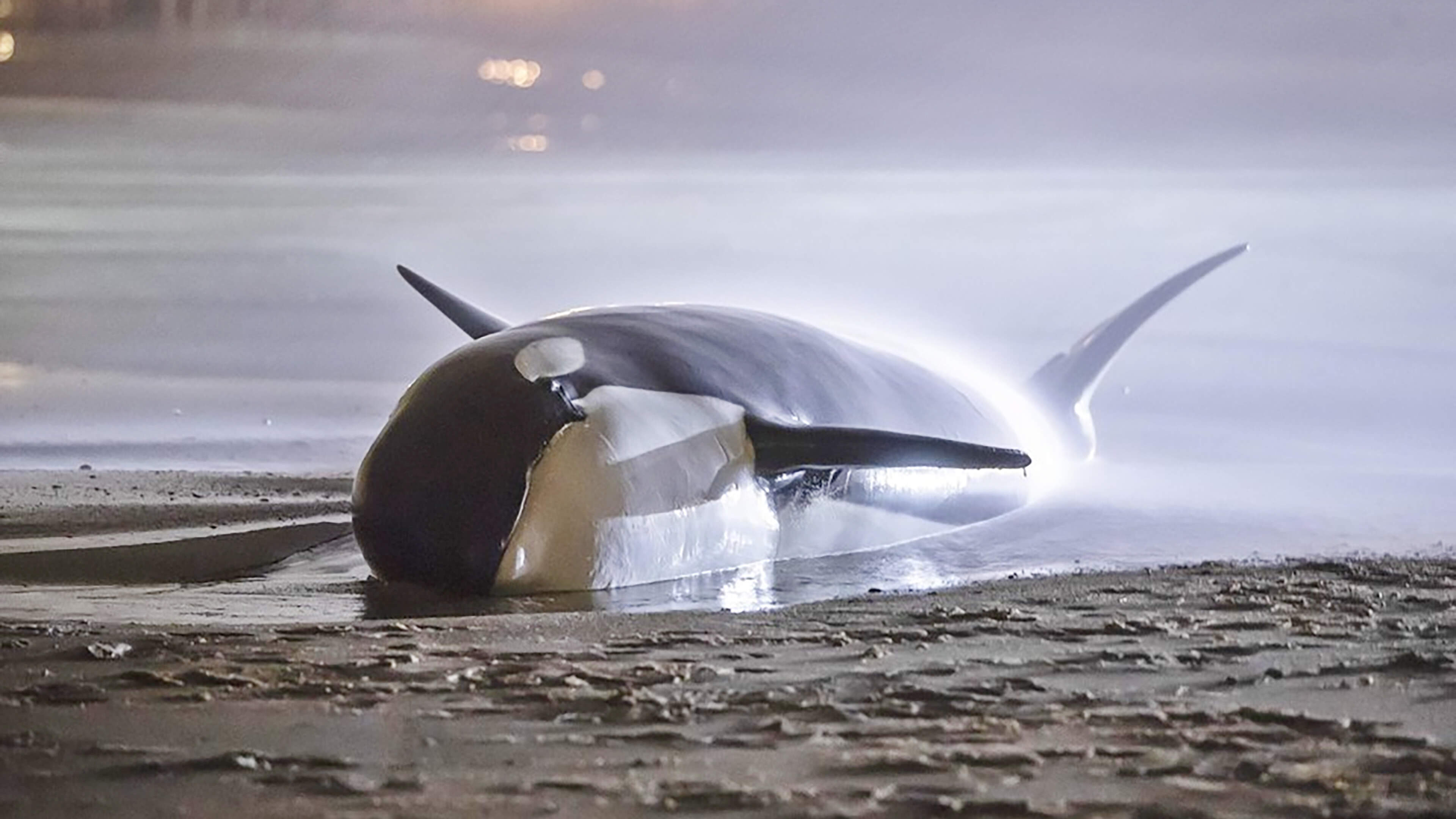 Orca Gestrandet Nordsee