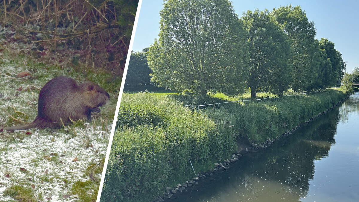 Nutrias an der Wurm: Warum Schäden zunehmen und Anwohner härteres ...