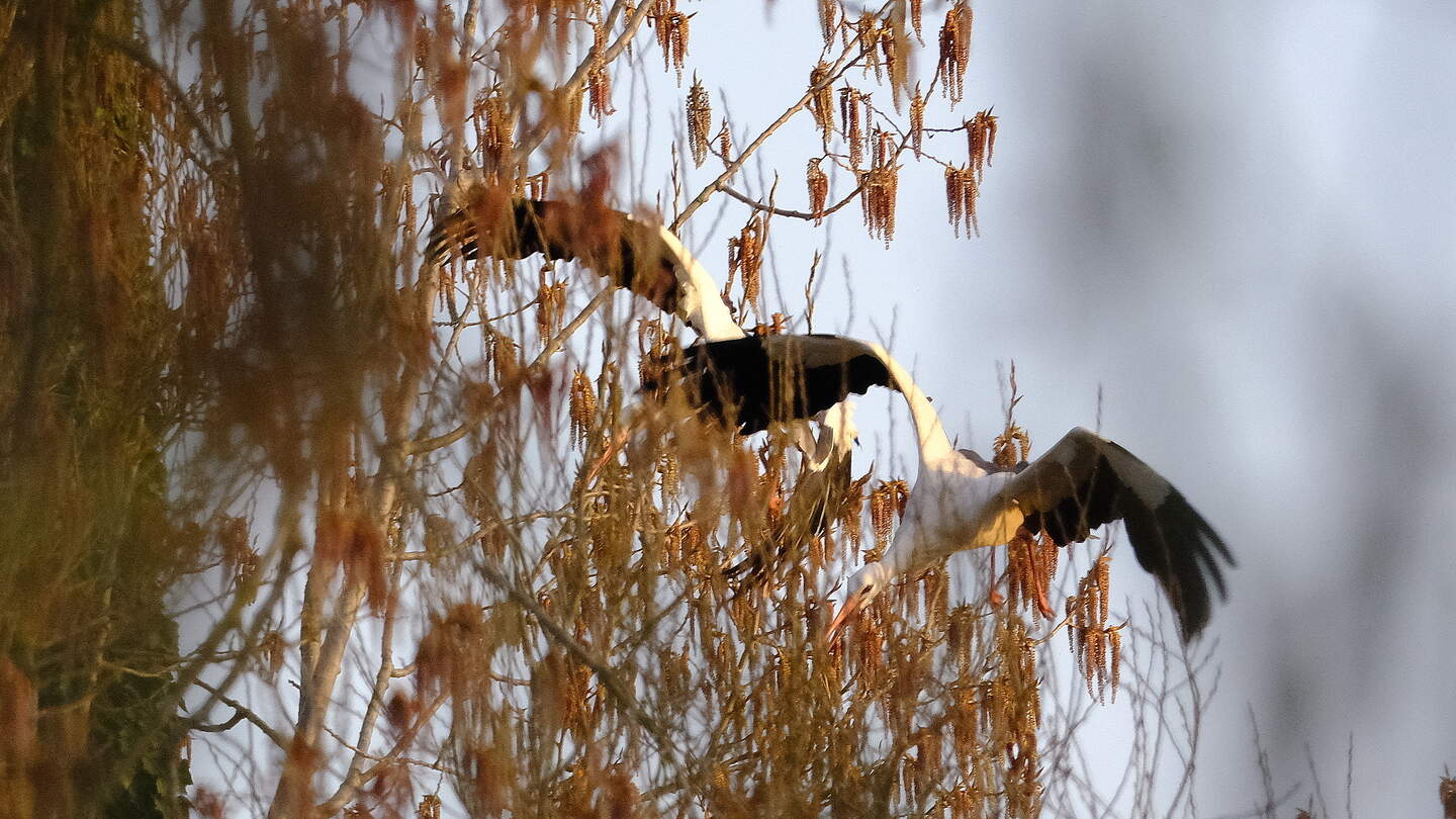 Weißstörche im Kreis Düren: Hobbyfotograf Hans Launer begeistert ...