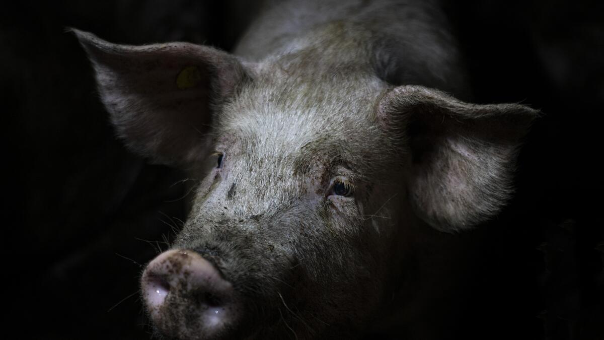 Schweinezucht-Skandal in Heinsberg: Ariwa erhebt schwere Vorwürfe ...