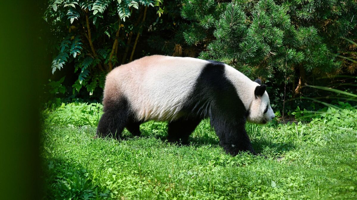 Ur-Panda in Tongrube im Allgäu entdeckt | Aachener Zeitung